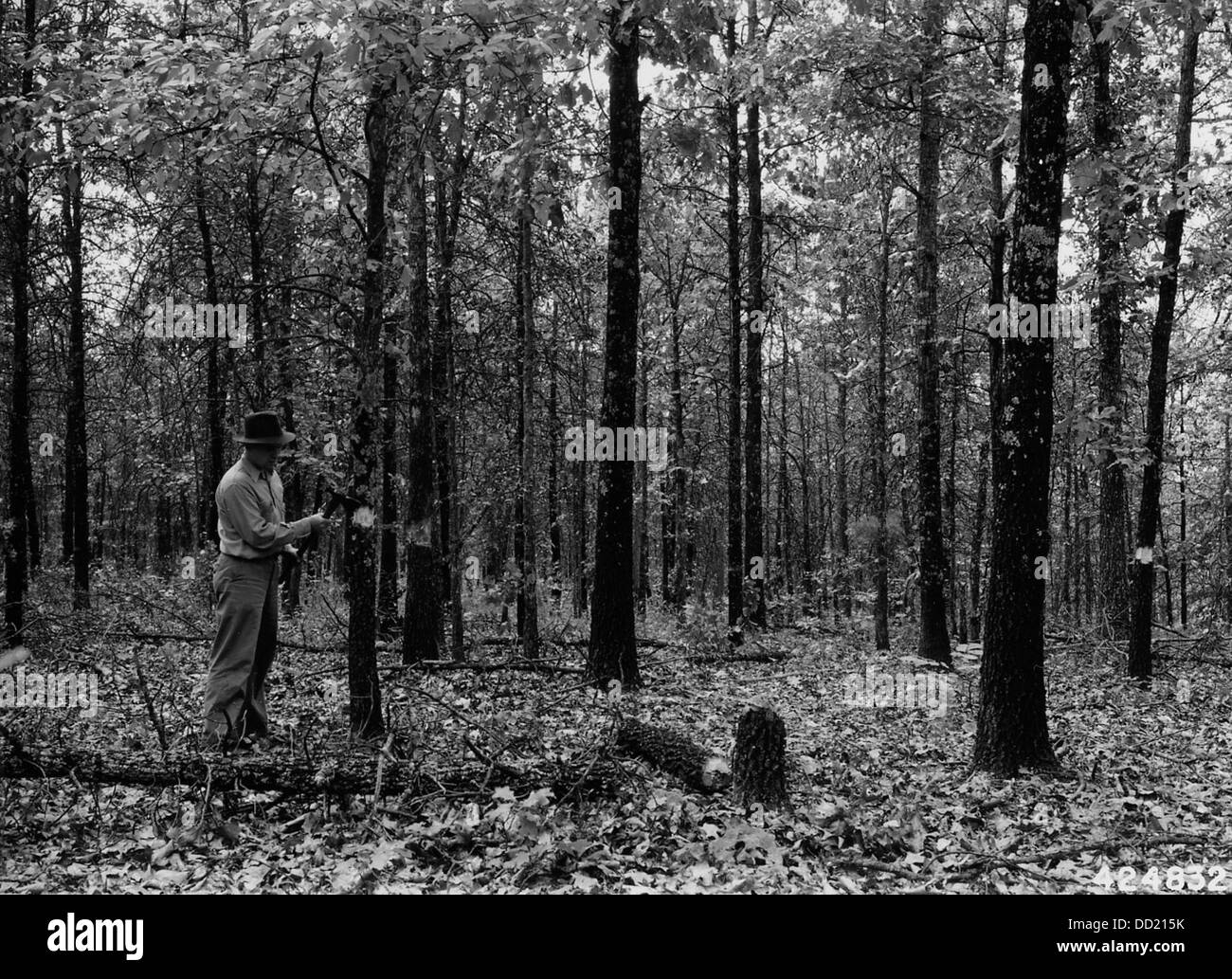 Girdling trees hi-res stock photography and images - Alamy