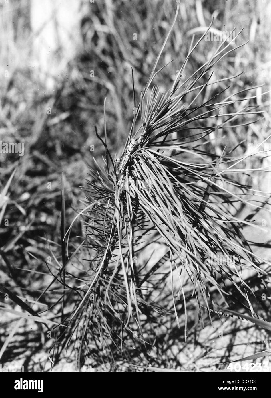 Defoliating insect hi-res stock photography and images - Alamy