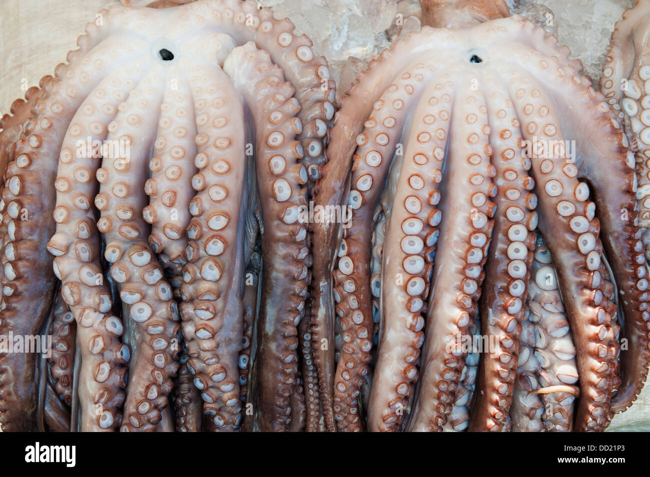 Close-Up Of Fresh Octopus In Fish Market; Busan Korea Stock Photo - Alamy
