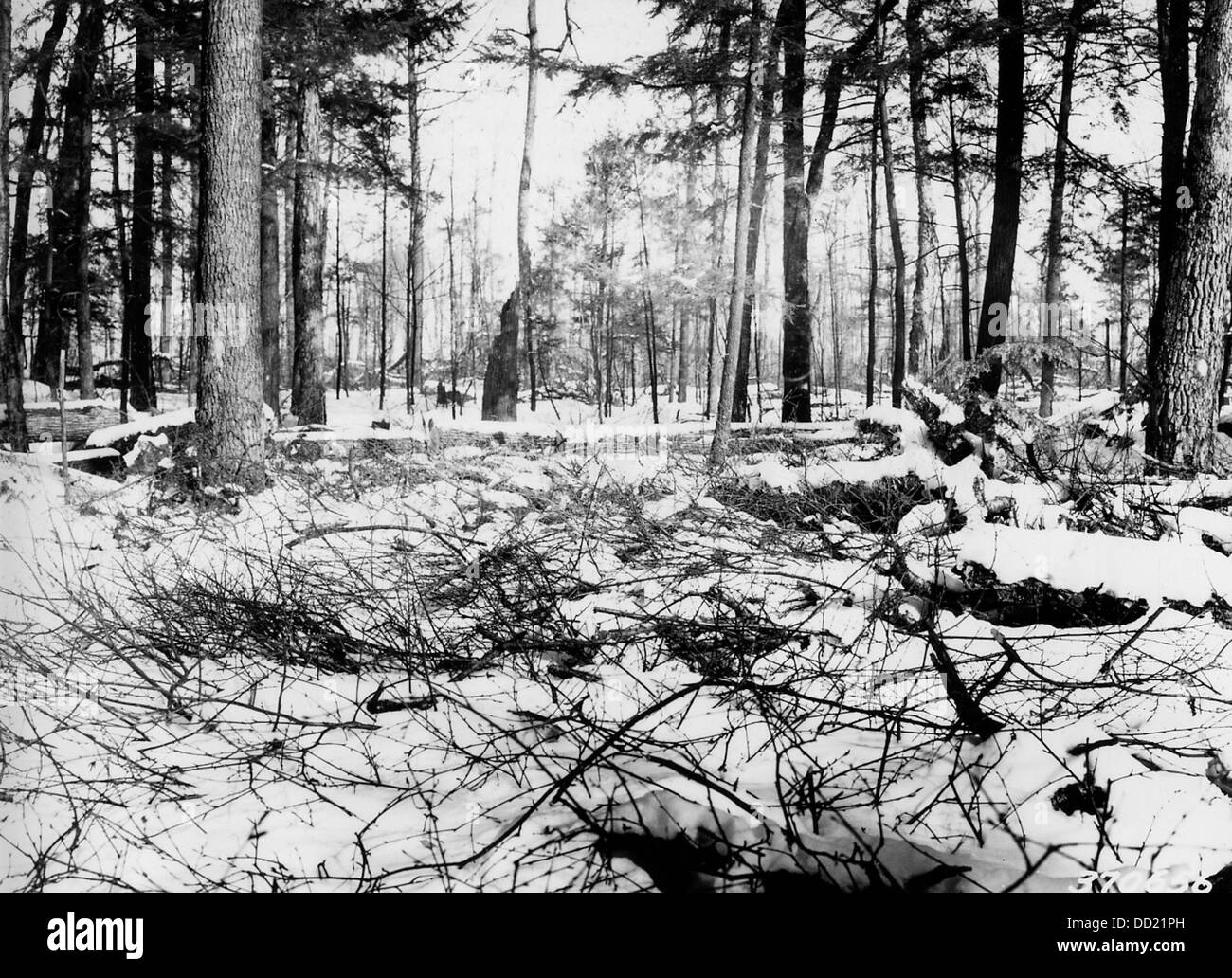 A photo showing the removal of hardwood slash in a forested area. The ...