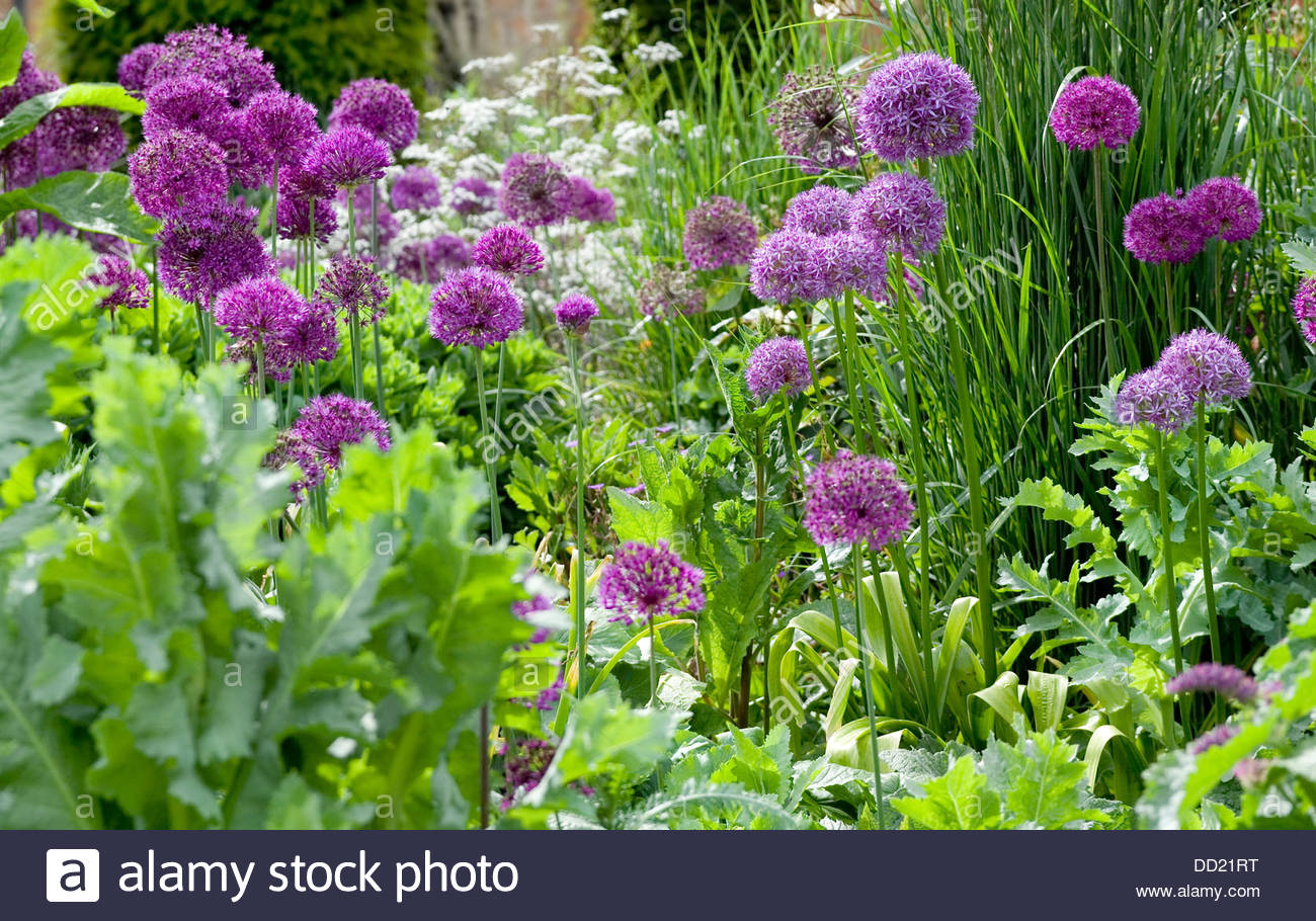 A perennial border including Allium 'Purple Sensation' and ornamental ...