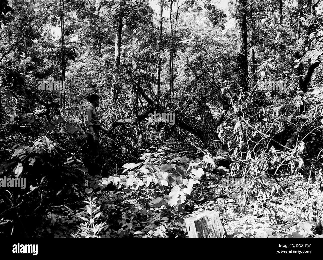 Canopy management Black and White Stock Photos & Images - Alamy
