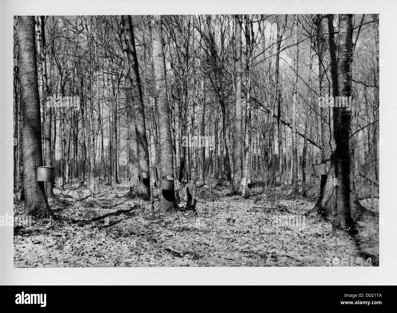 A stand of hard maple trees is tapped for maple sap, an essential ...