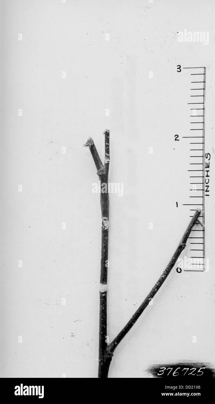 Browsed Black and White Stock Photos & Images - Alamy