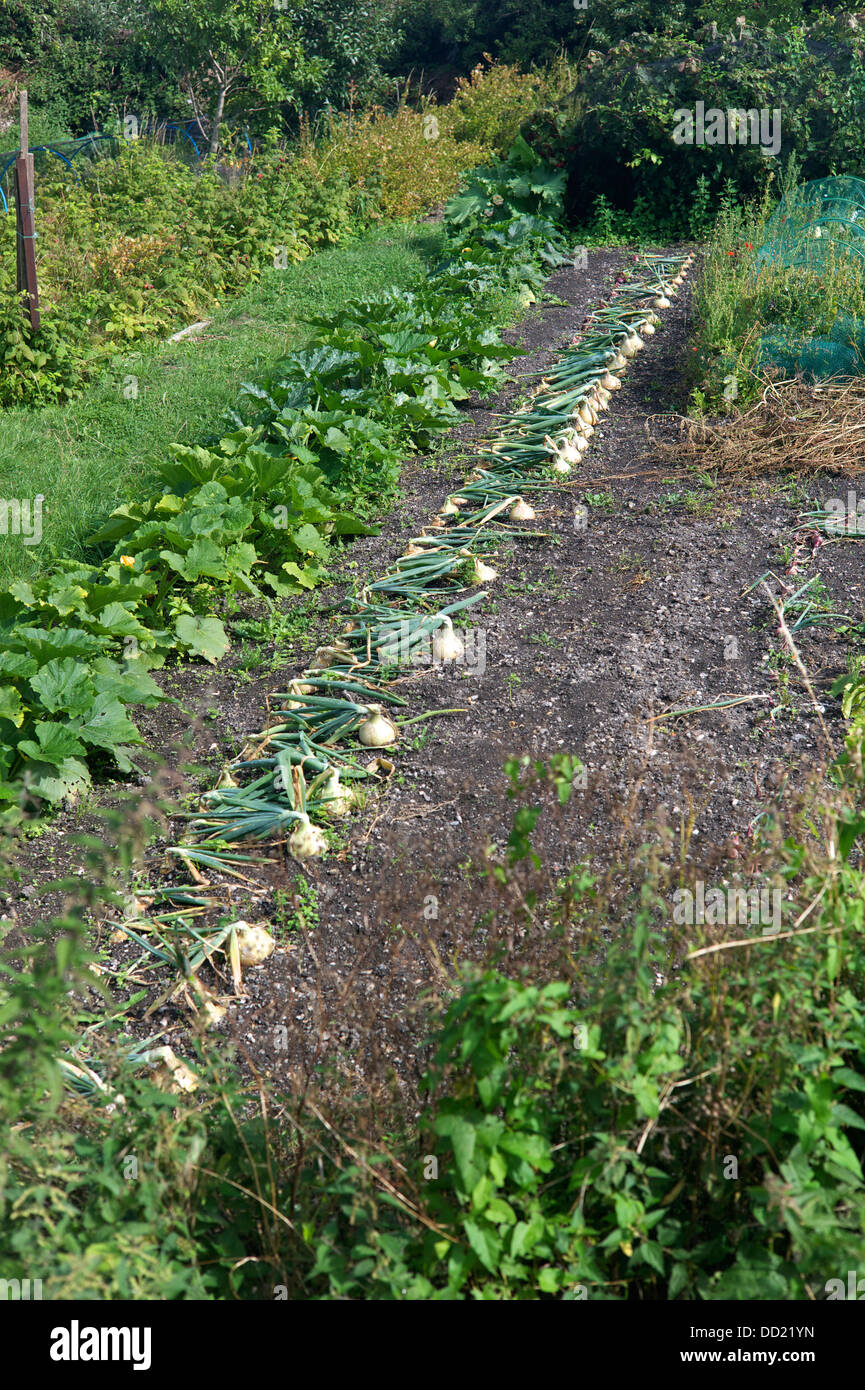 Onions drying on an allotment, UK Stock Photo - Alamy