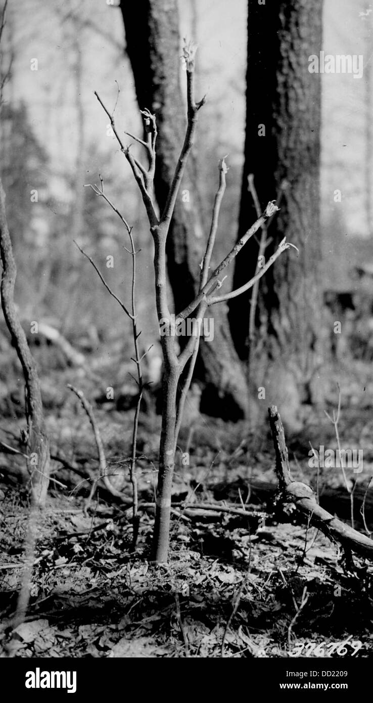 Browsed Black and White Stock Photos & Images - Alamy