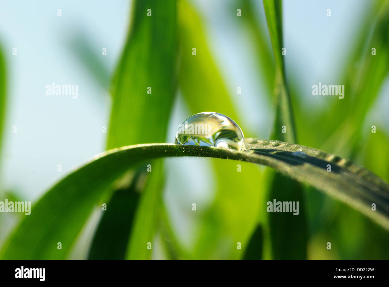 drop on grass Stock Photo - Alamy