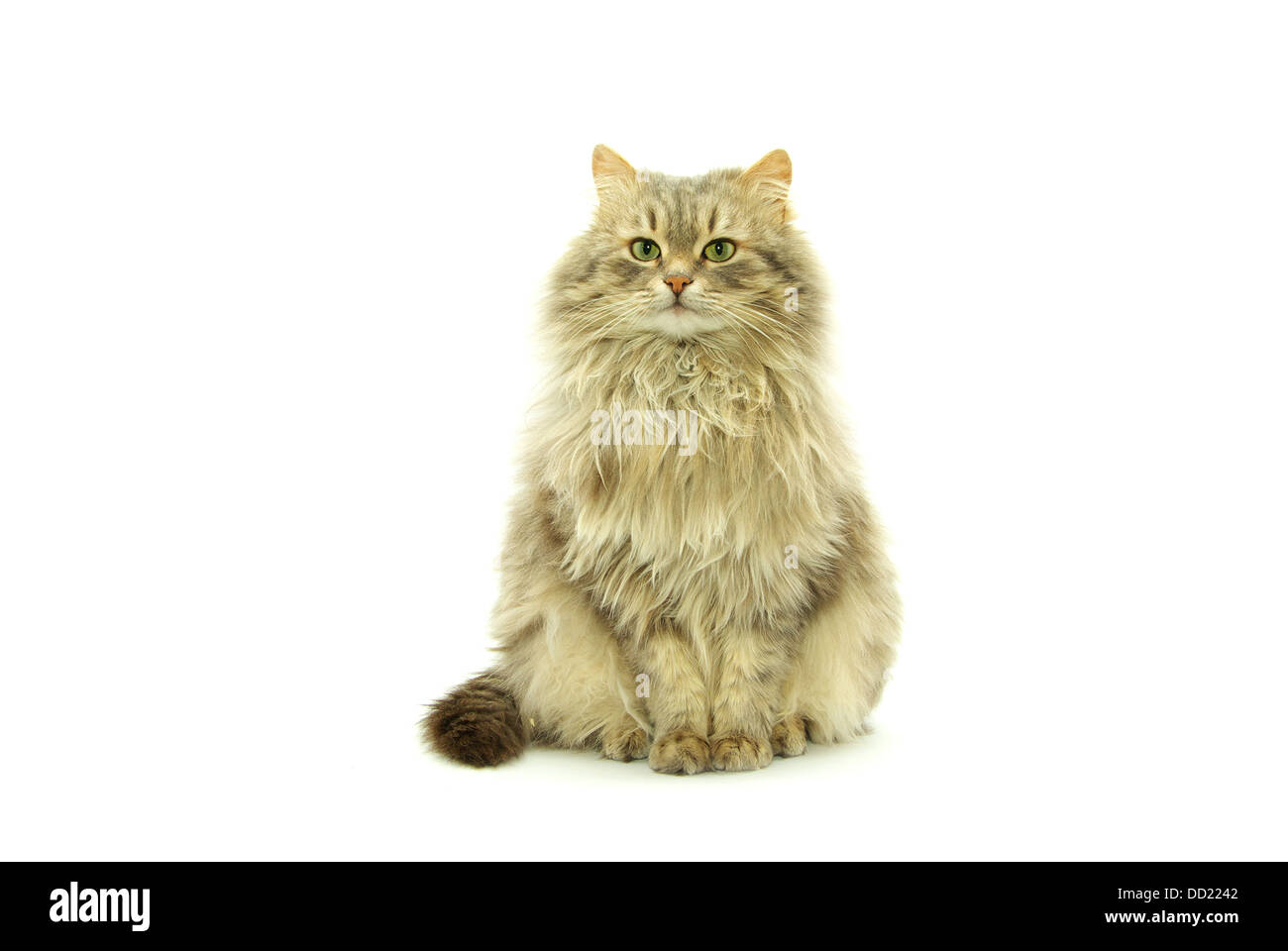 Animal cat Cut Out Stock Images & Pictures - Alamy