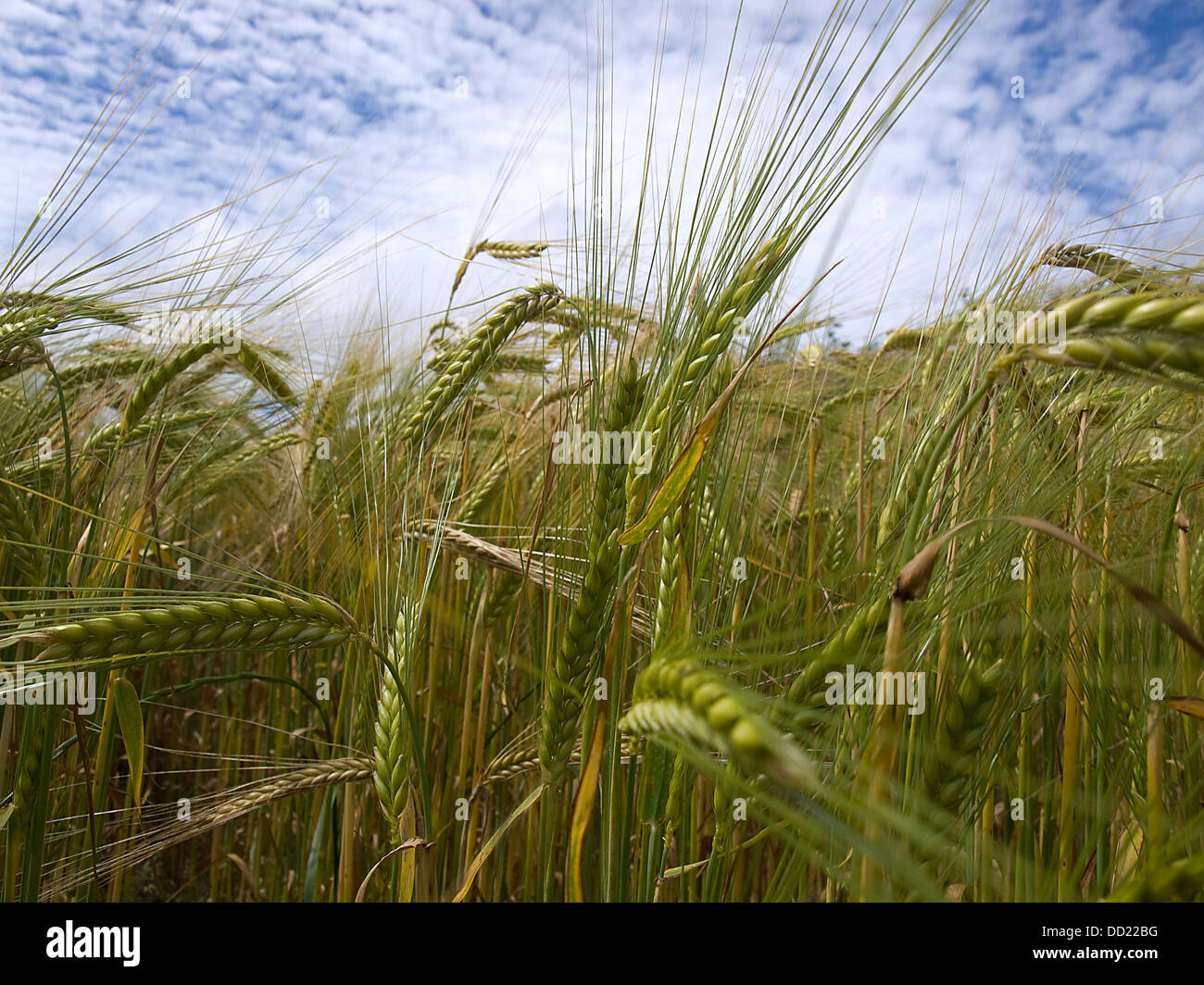 Flour ireland hi-res stock photography and images - Alamy
