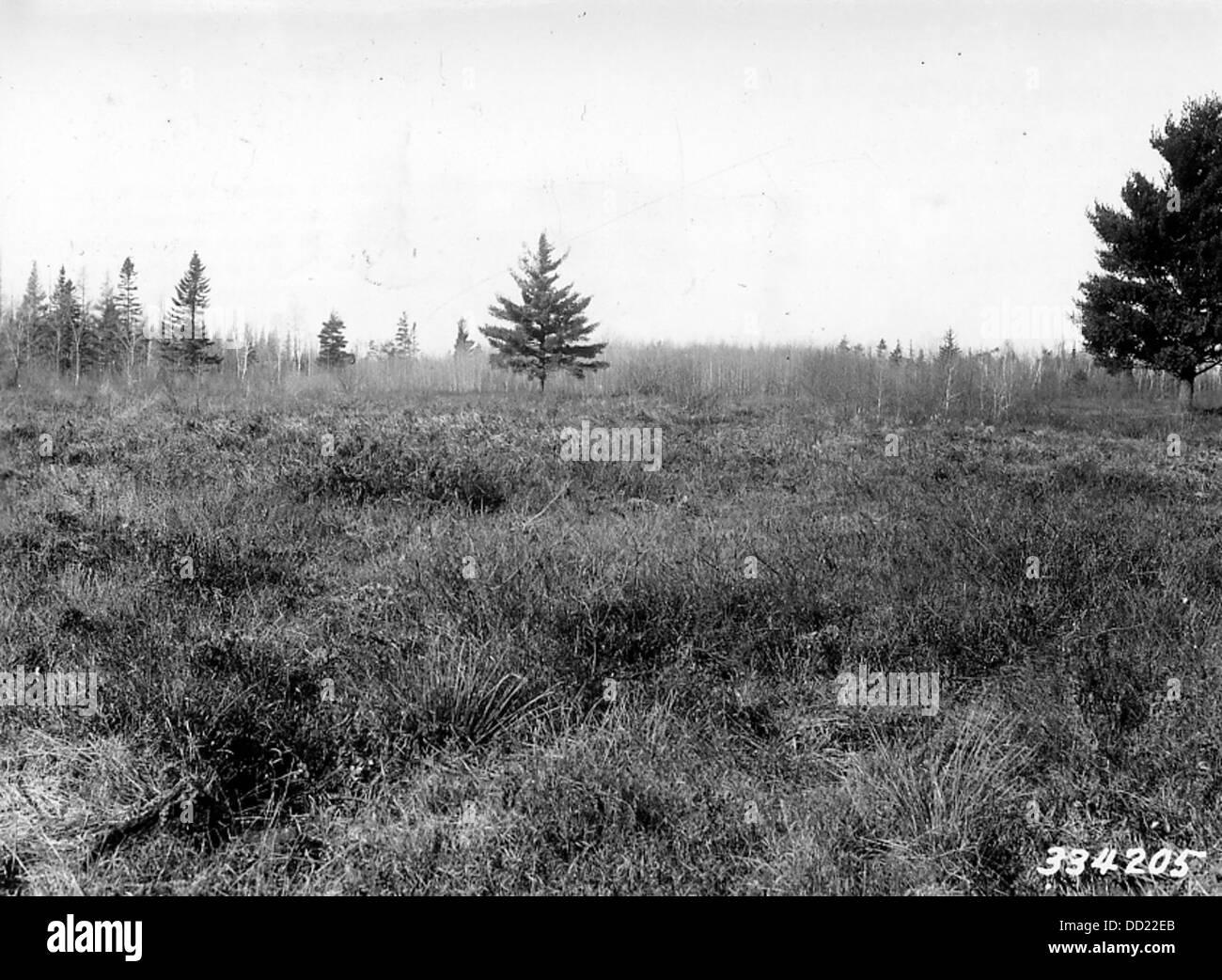 A depiction of the Jack Pine, a tree species native to North America ...