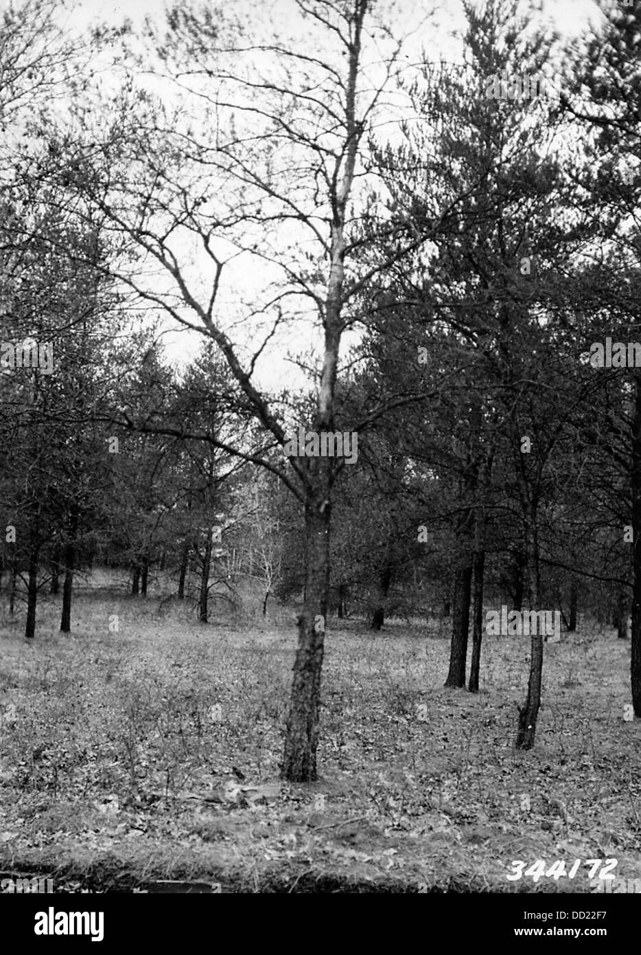 Damages tree Black and White Stock Photos & Images - Alamy