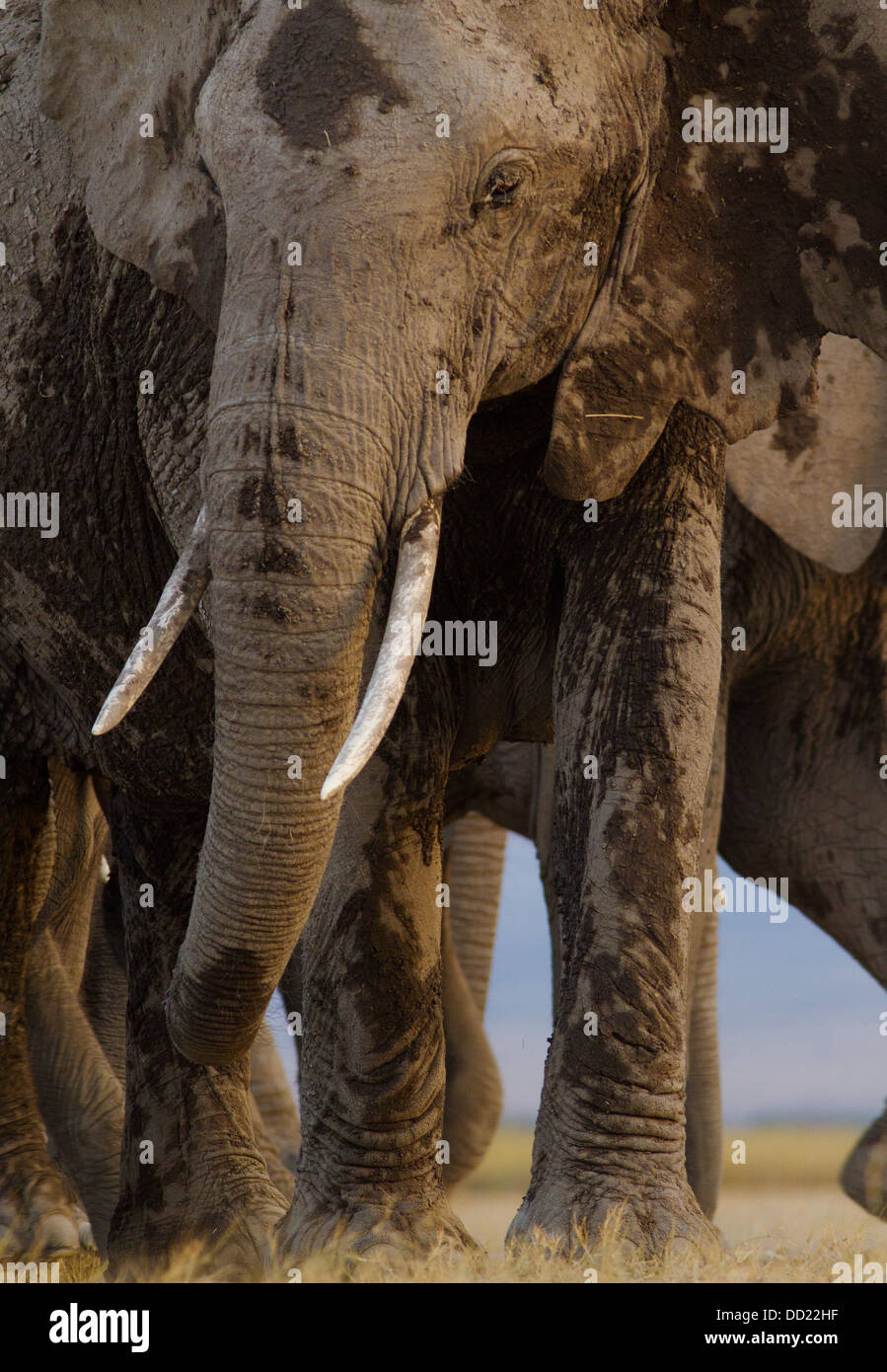African Elephant Ground Level High Resolution Stock Photography and ...