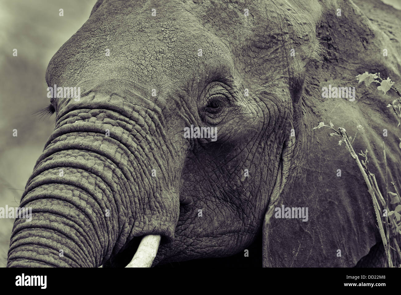 Central animal hi-res stock photography and images - Alamy