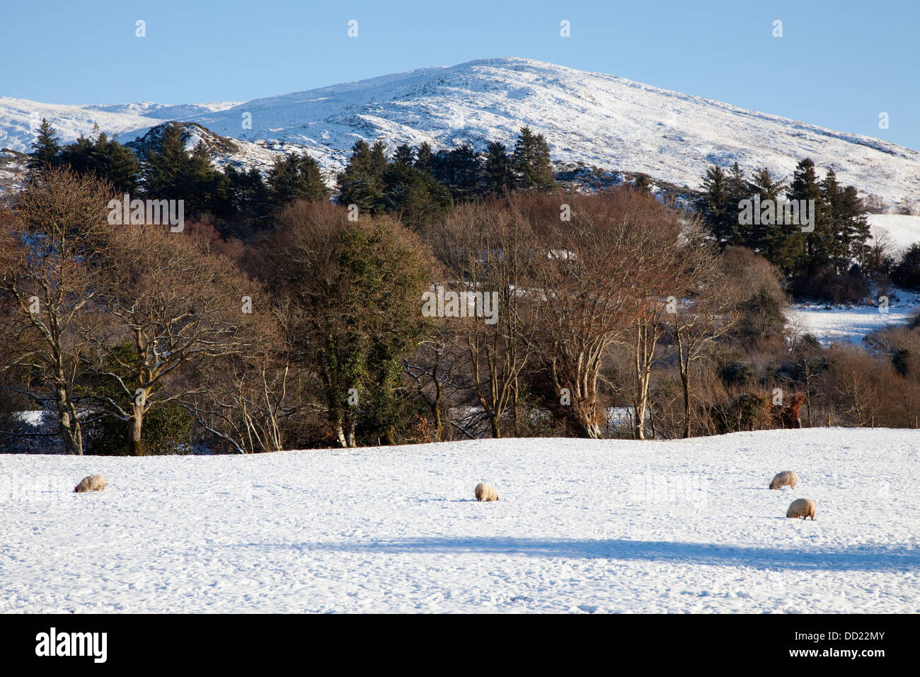 Grazing fields covered in snow hi-res stock photography and images - Alamy