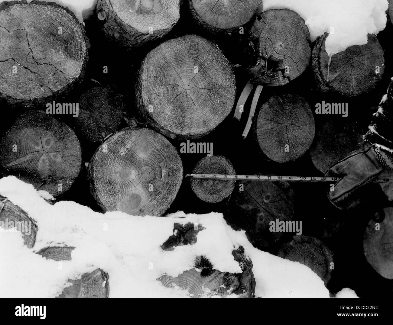 Pulpwood hi-res stock photography and images - Alamy