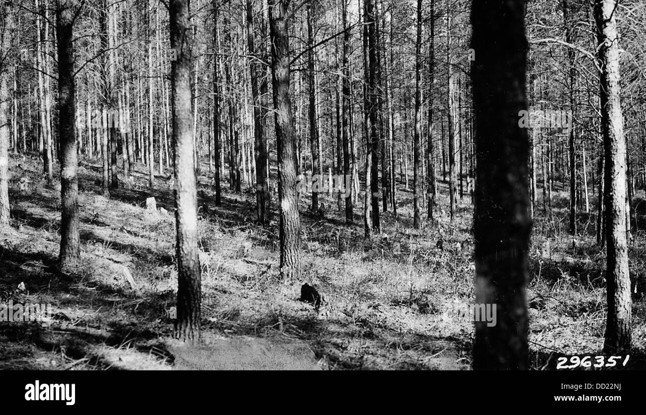 The Jack Pine thinning plot after treatment shows the results of forest ...