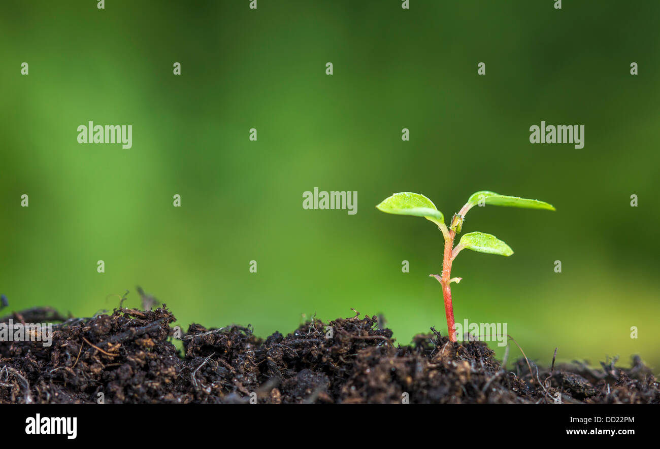 Young plant sprouting from the ground hi-res stock photography and ...