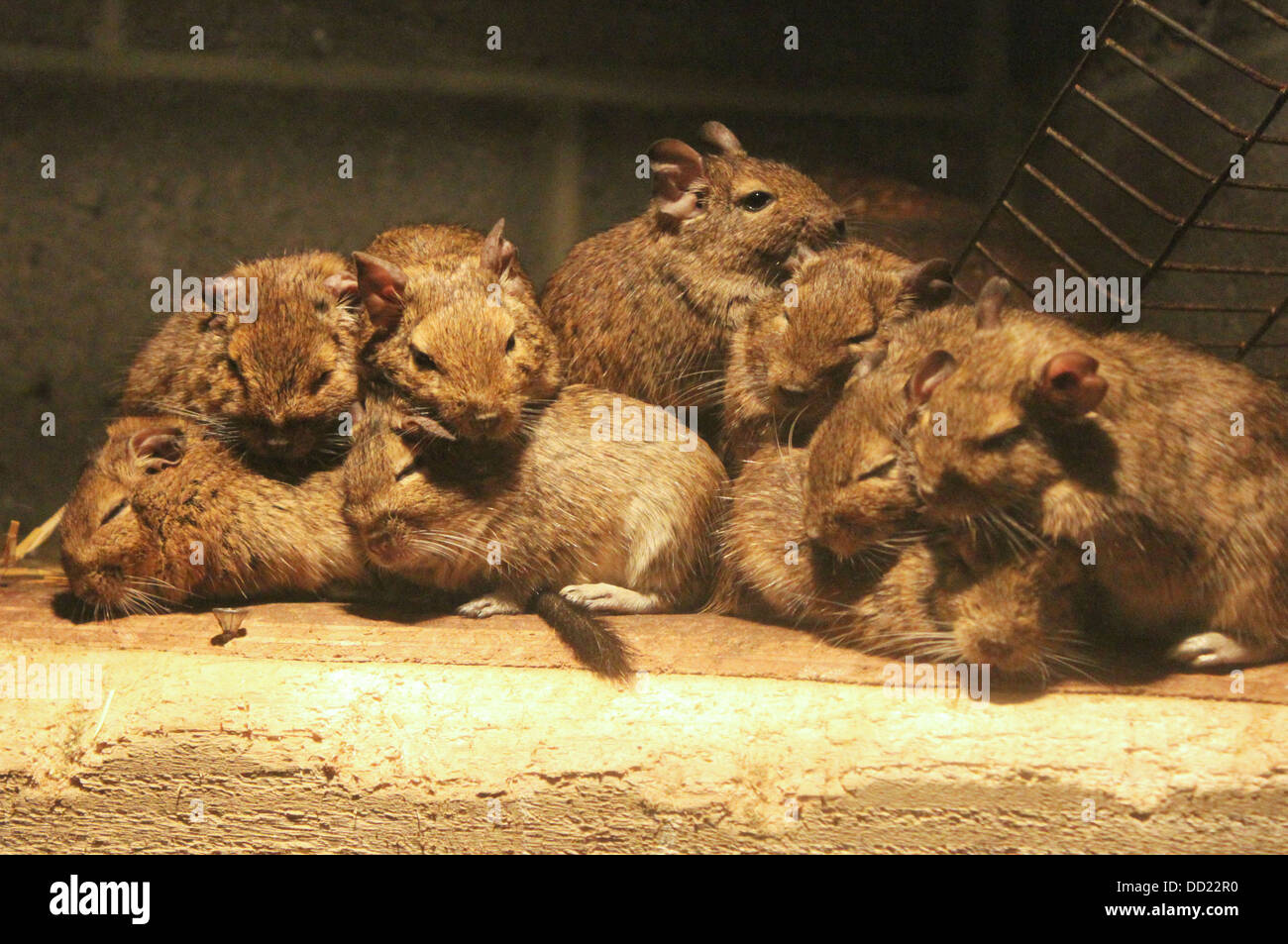 A pile of ratty type animals all sleeping in a pile Stock Photo - Alamy