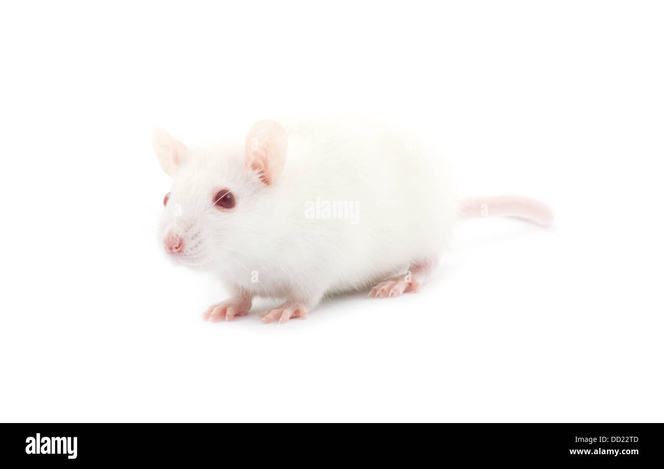 Albino mouse hi-res stock photography and images - Alamy