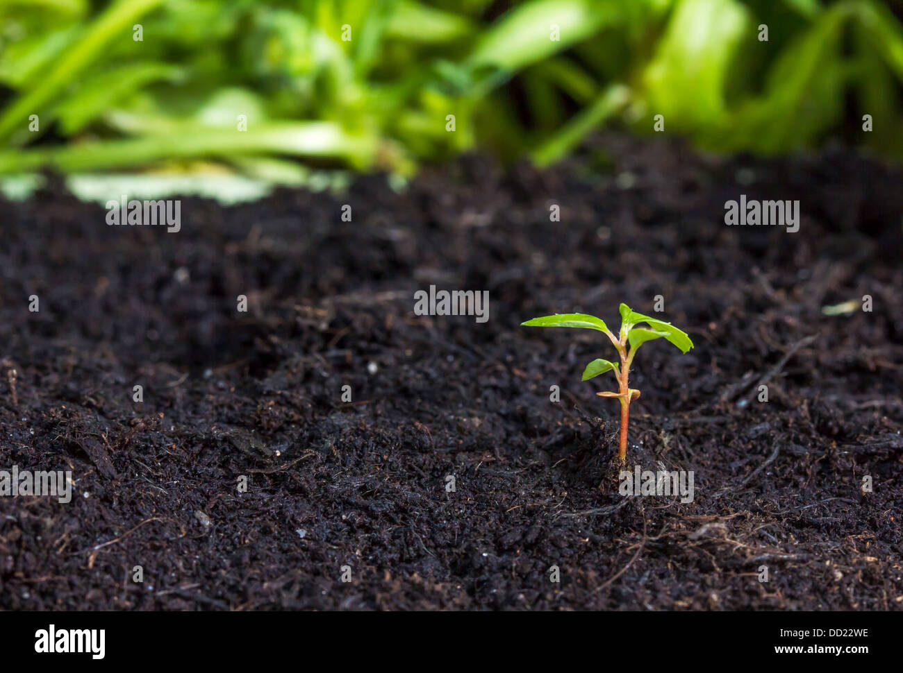 Seedling sprouting from the ground Stock Photo - Alamy
