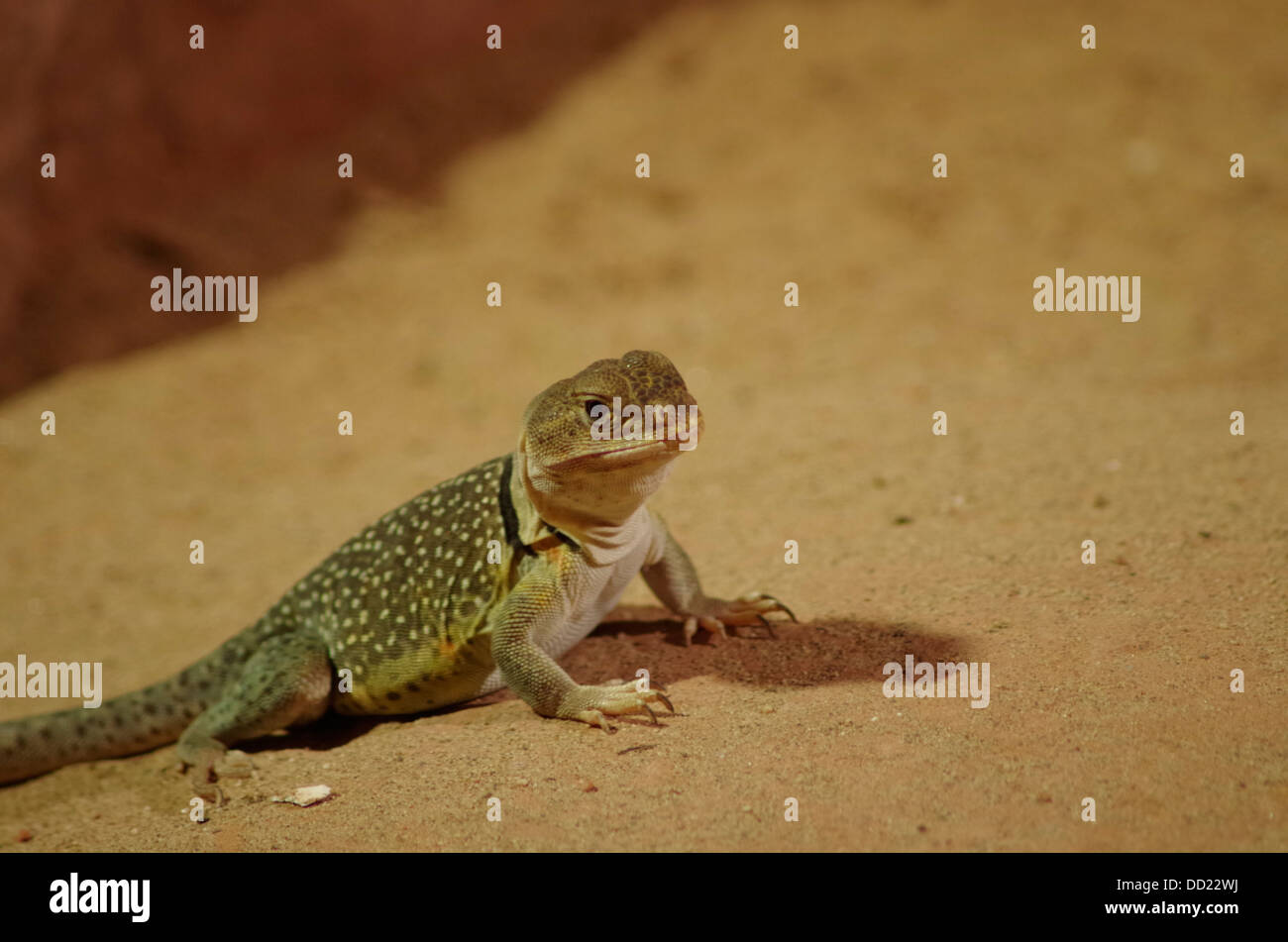 Desert lizard hi-res stock photography and images - Alamy