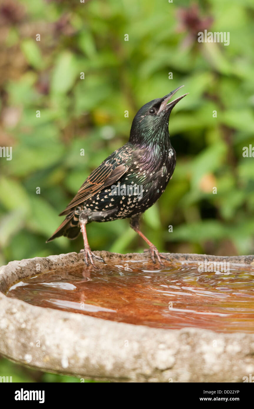Adult Starling drinking from bird bath Stock Photo - Alamy
