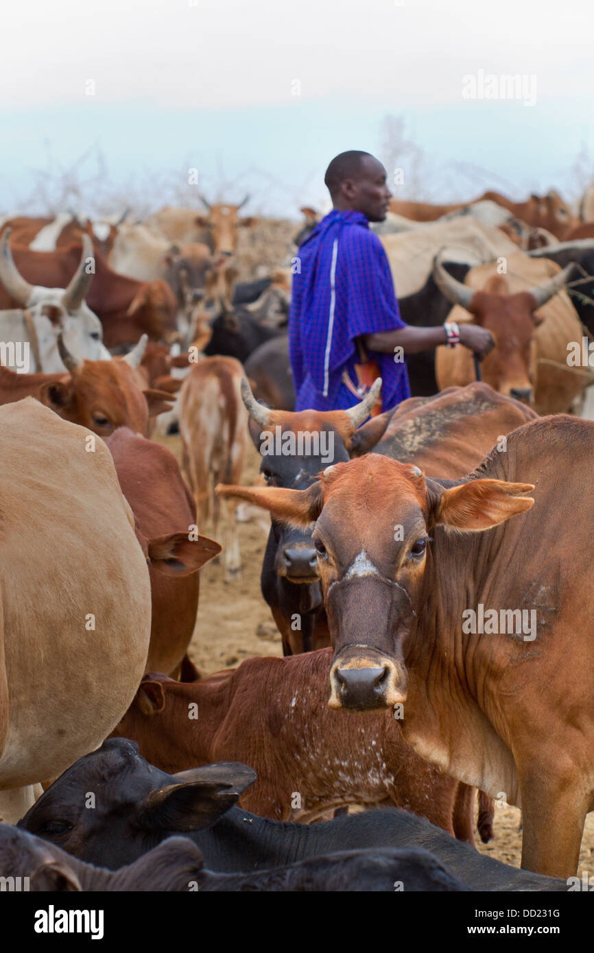 Masai herding cattle hi-res stock photography and images - Alamy