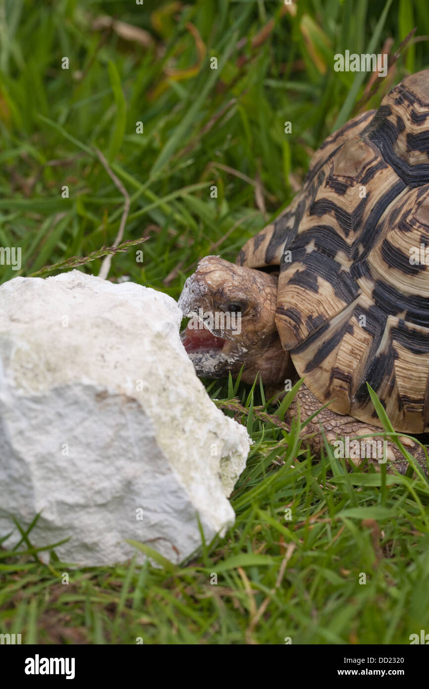 Leopard Tortoise (Geochelone pardalis). Biting, rasping, at a chunk of ...