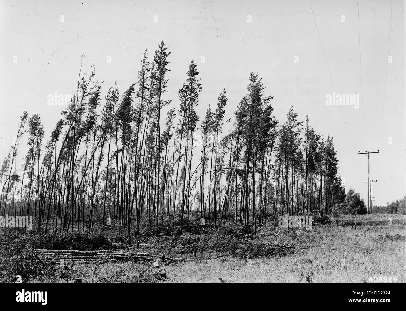 Timber planting Black and White Stock Photos & Images - Alamy