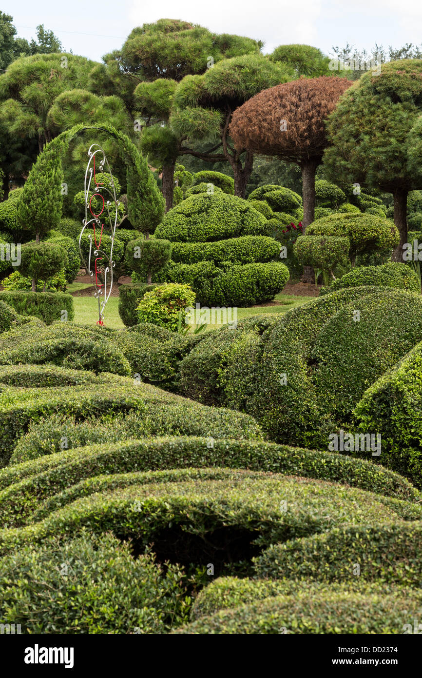 Pearl Fryar without any horticultural experience turned discarded ...