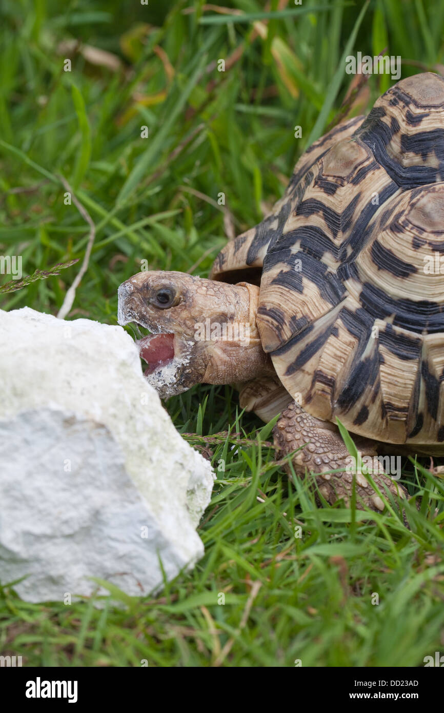 Skeleton of tortoise hi-res stock photography and images - Alamy