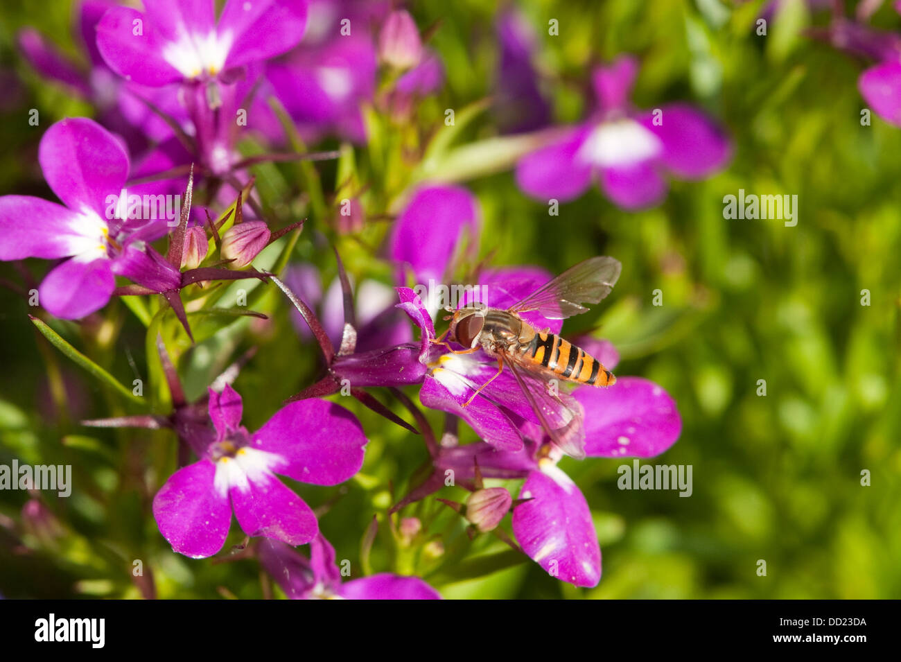 Scottish hoverfly hi-res stock photography and images - Alamy