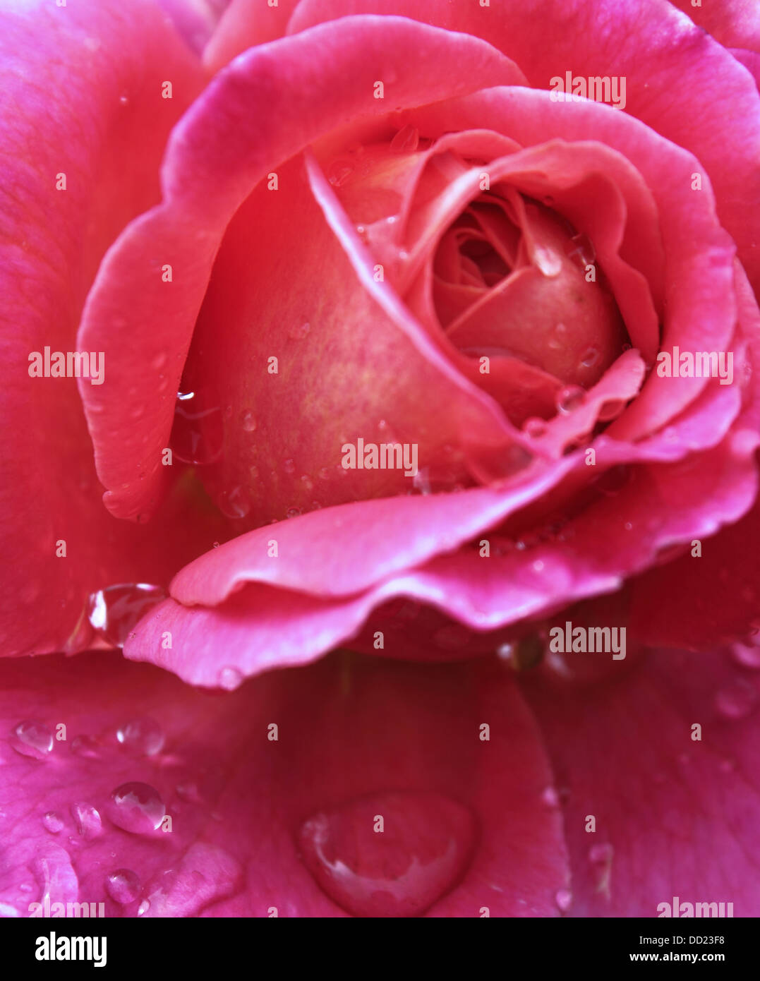 Raindrops on a rose Stock Photo - Alamy