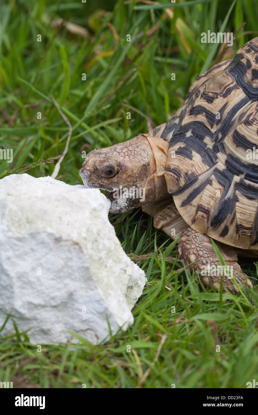Leopard Tortoise (Geochelone pardalis). Biting, rasping, at a chunk of ...