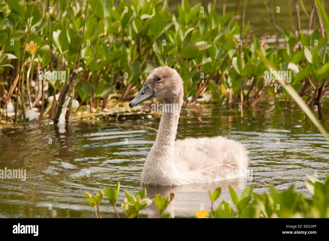 Bog swimming hi-res stock photography and images - Alamy