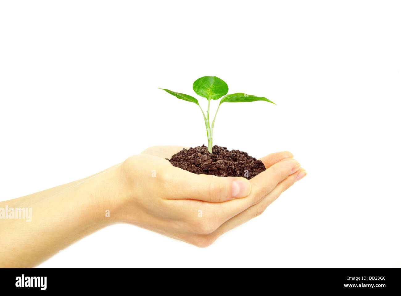 plant in hands Stock Photo - Alamy
