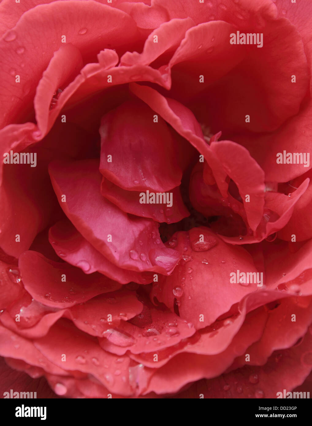 Raindrops On Roses Stock Photos & Raindrops On Roses Stock Images - Alamy