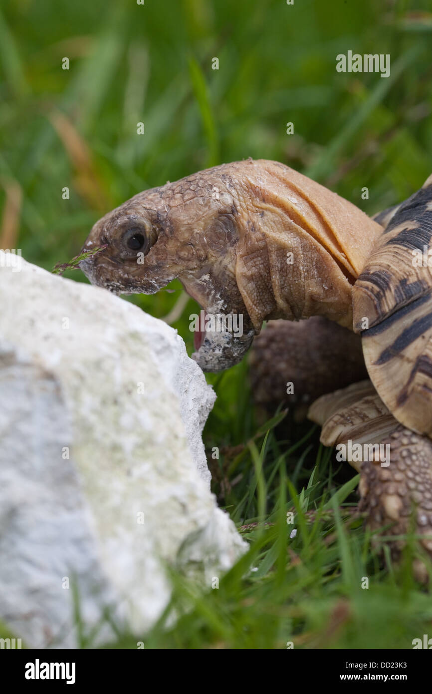 Leopard Tortoise (Geochelone pardalis). Biting, rasping, at a chunk of ...
