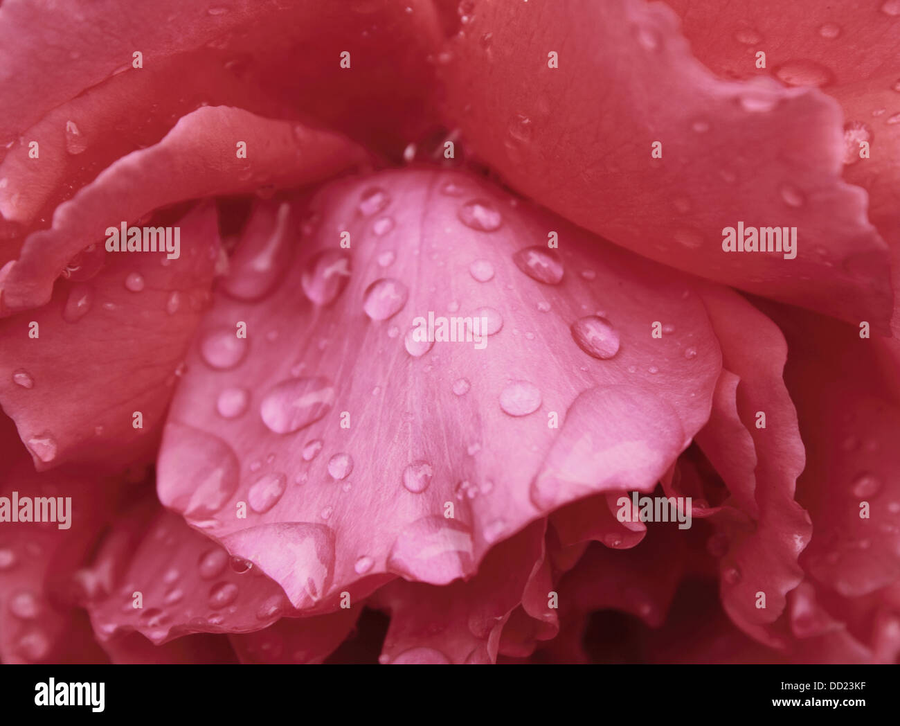 Raindrops on a Rose Stock Photo - Alamy