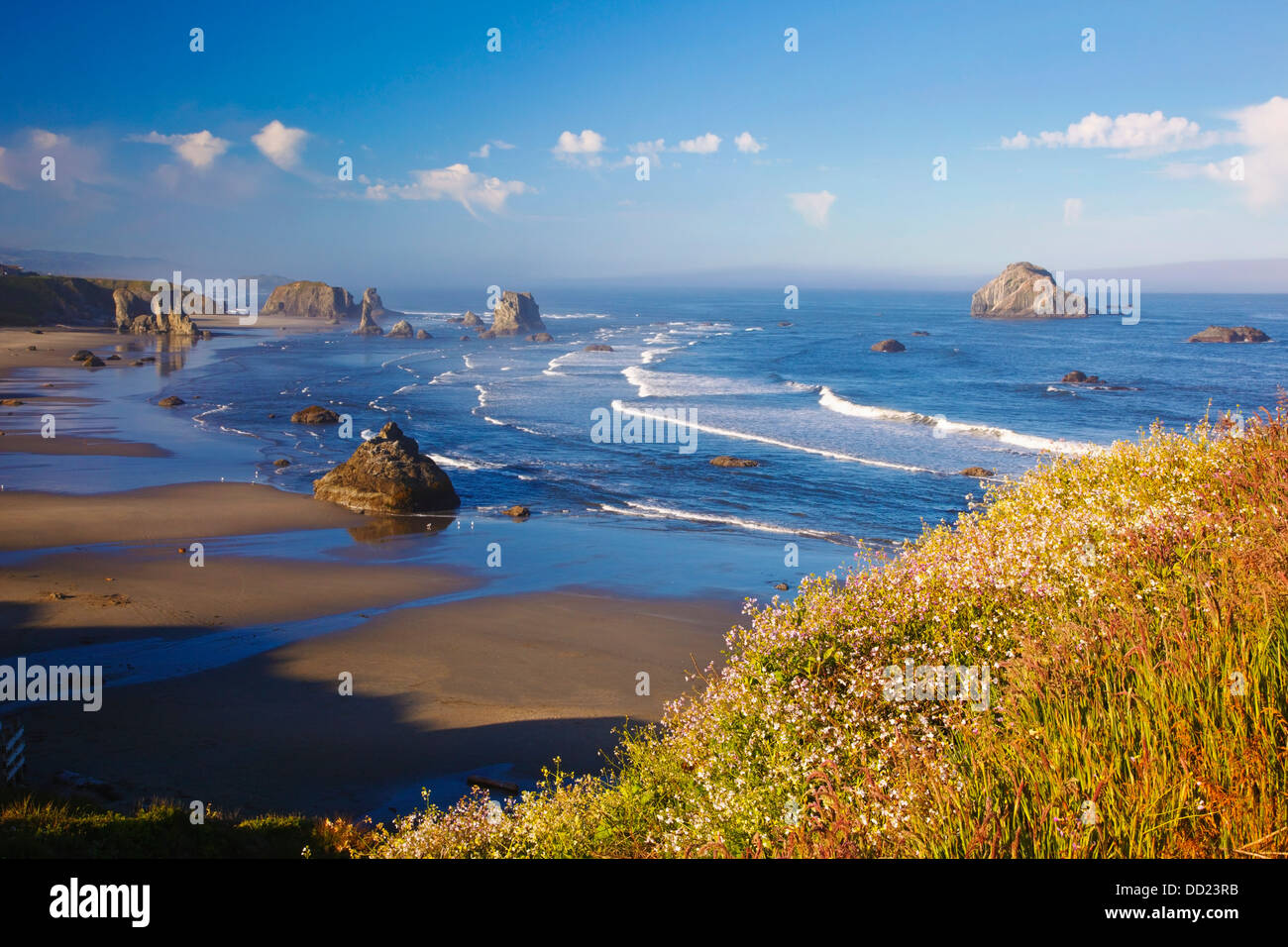 Wildflowers And Rock Formations Along The Coast At Bandon State Park ...