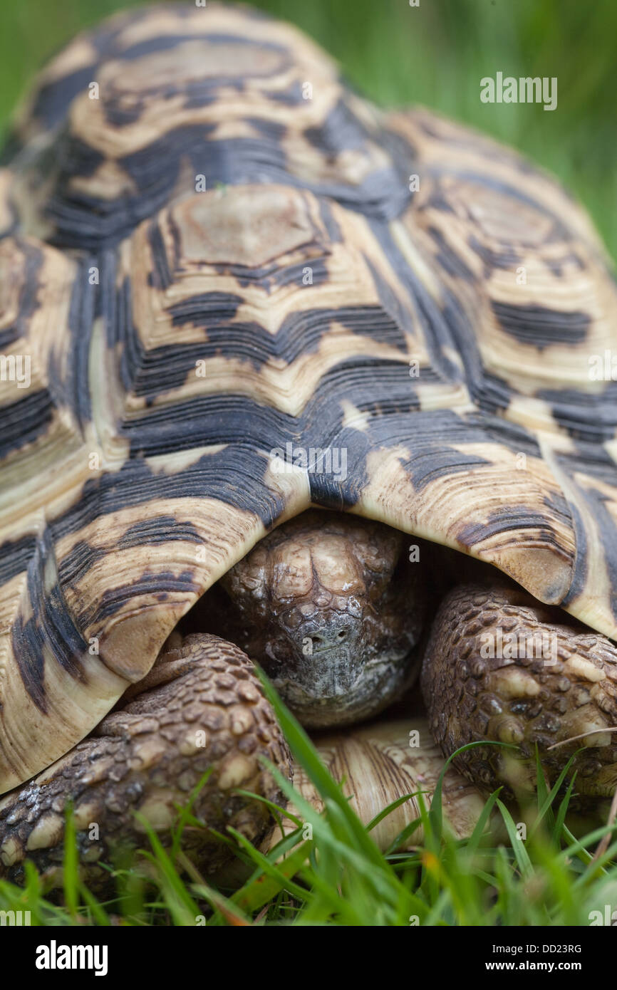 African leopard tortoise hi-res stock photography and images - Alamy
