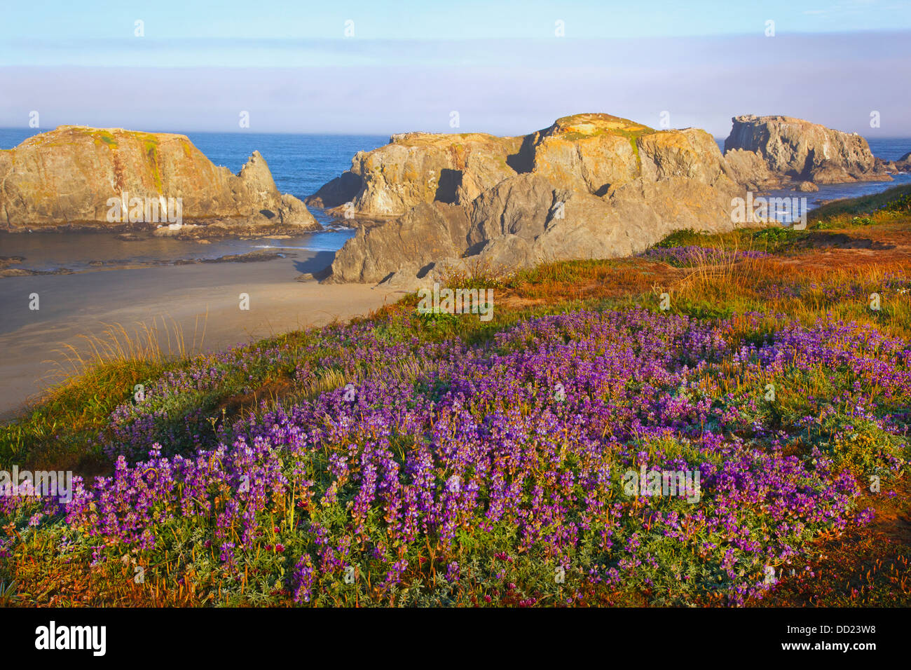 Wildflowers And Rock Formations Along The Coast At Bandon State Park ...