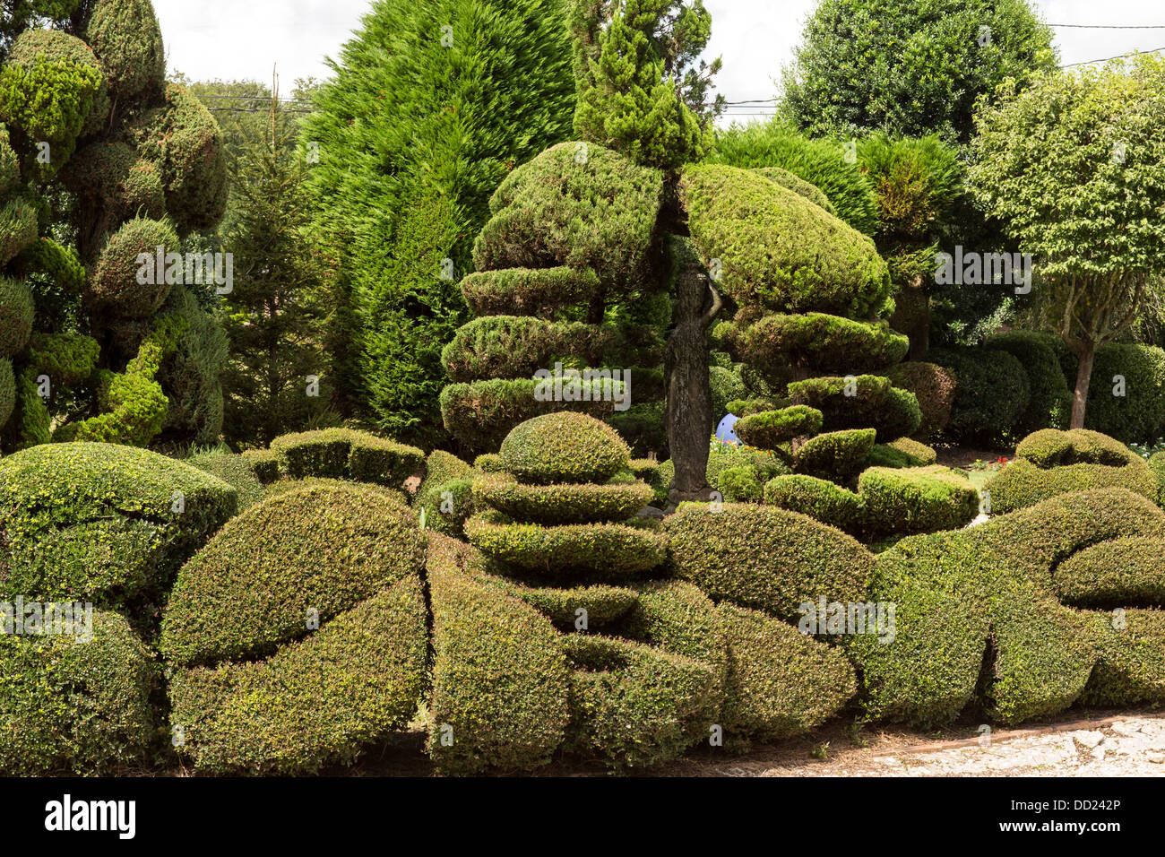 Pearl Fryar without any horticultural experience turned discarded ...