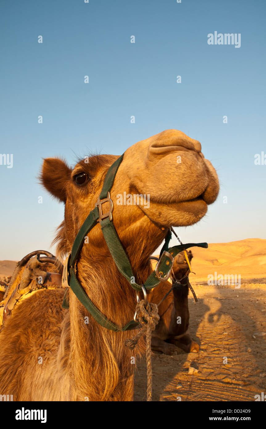 Arabian camel hi-res stock photography and images - Alamy