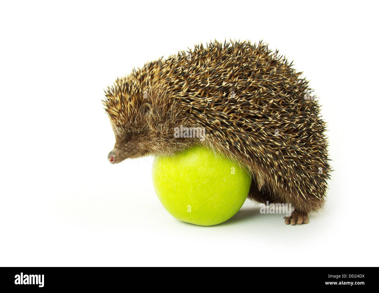 hedgehog and apple Stock Photo - Alamy