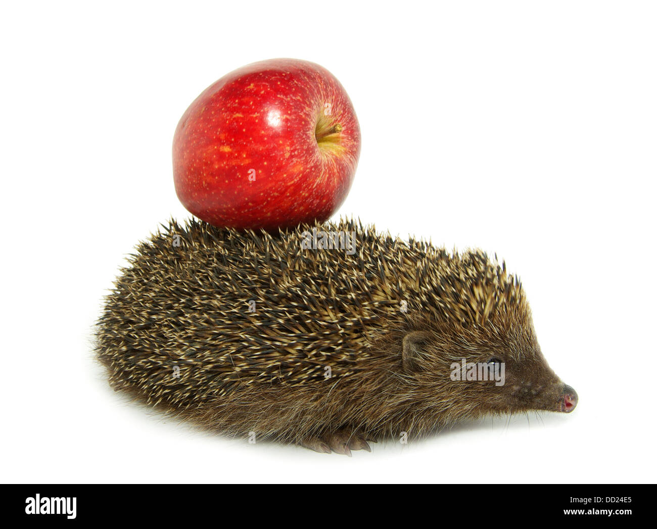 hedgehog and apple Stock Photo - Alamy