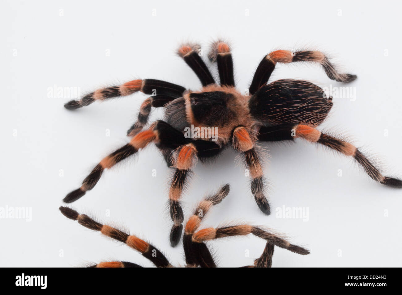Mexican Red-kneed Tarantula Spider (Brachypelma smithi). Living spider ...