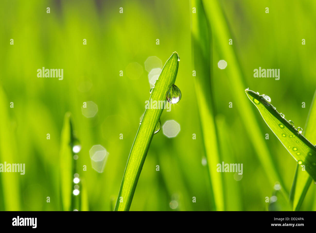 drop on grass Stock Photo - Alamy