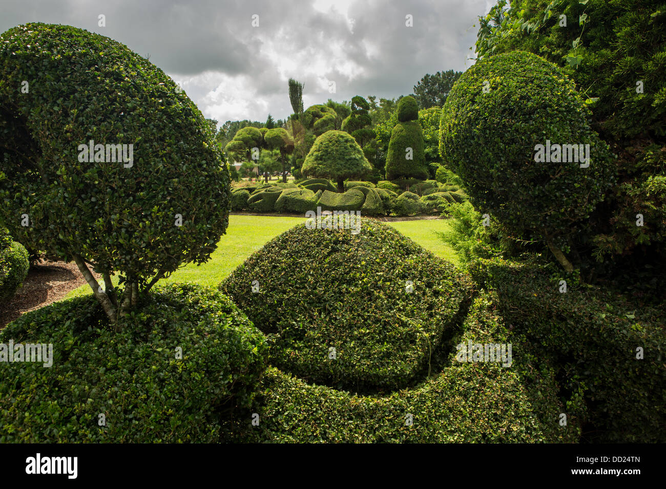 Pearl Fryar without any horticultural experience turned discarded ...