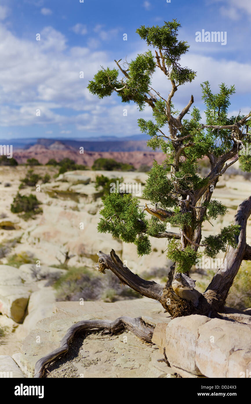 Single pine tree on rocky overlook with valley, distant mountains, blue ...